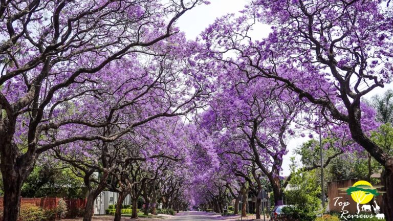 Pretoria’s Best Places to Live In [2025]