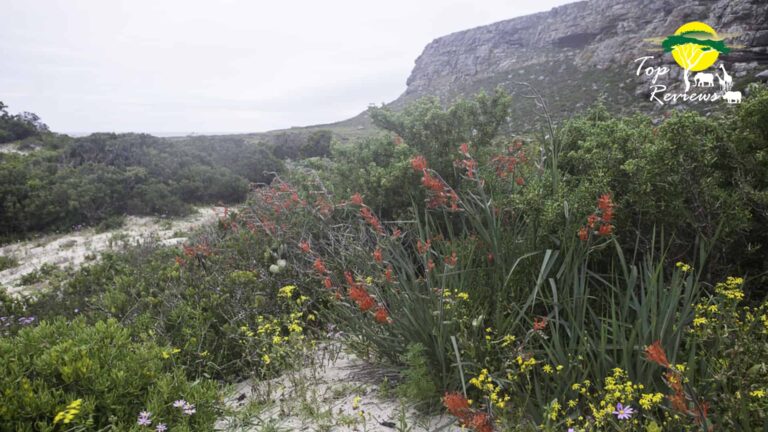What Are 20 Indigenous Plants in South Africa [2025]