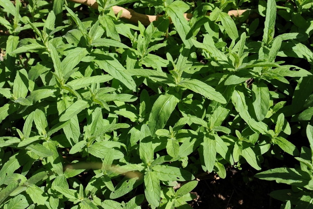 What Are 20 Indigenous Plants in South Africa [2025]