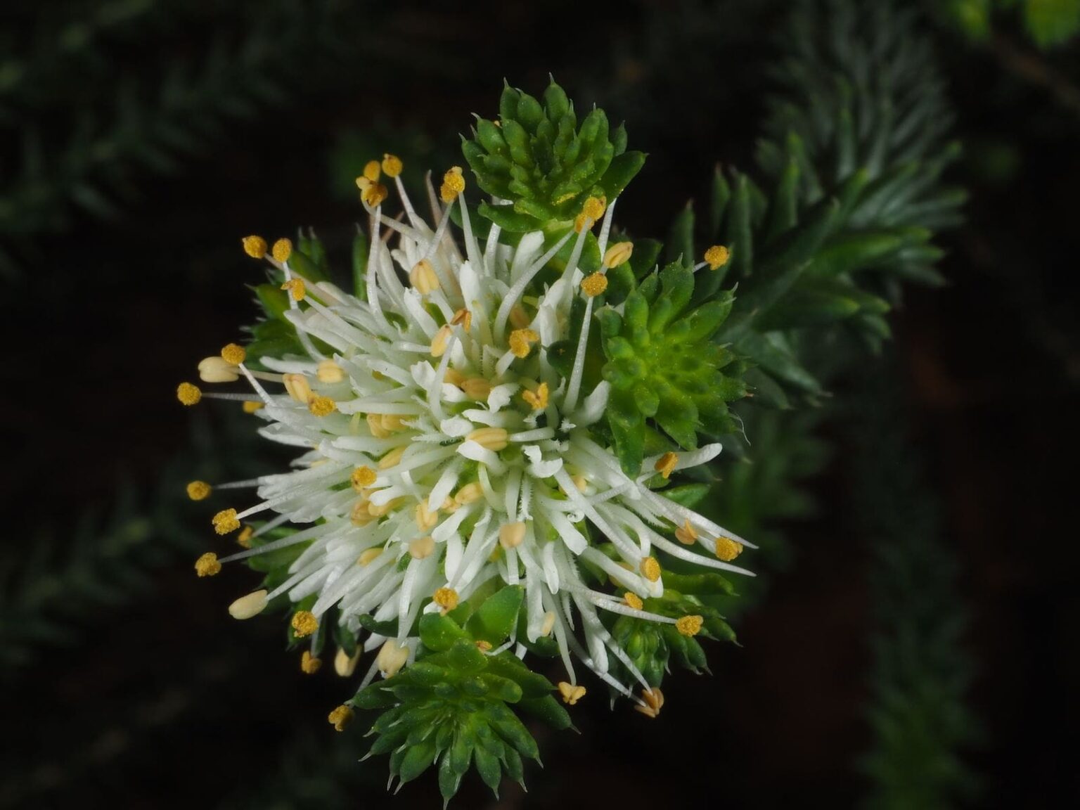 What Are 20 Indigenous Plants in South Africa [2025]