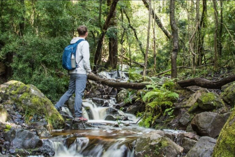 Everything You Need to Know Before Going On a Hike at Cecilia Forest [2026]