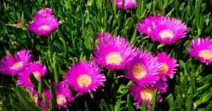 What Are 20 Indigenous Plants in South Africa [2025]